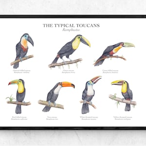 Toucan Species Poster Chart A4 / A3 Giclée Art Print Watercolour ...