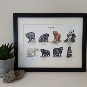 Bears Poster Chart A4 / A3 Giclée Art Print Original | Etsy