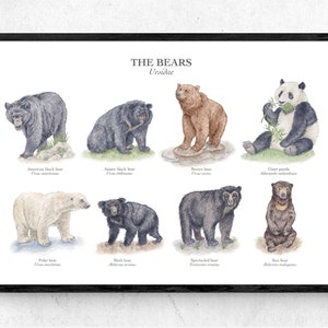 Bears Poster Chart A4 / A3 Giclée Art Print Original Watercolour ...