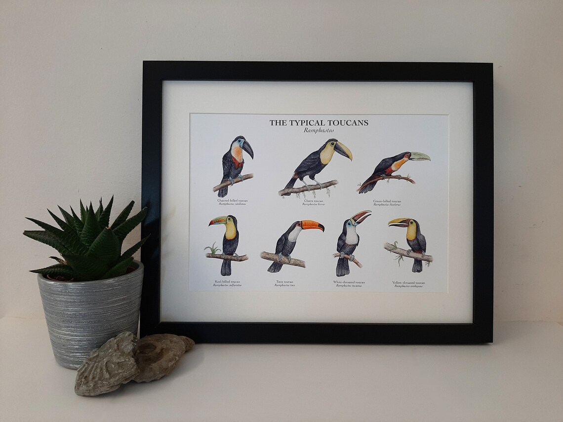 Toucan Species Poster Chart A4 / A3 Giclée Art Print Watercolour ...
