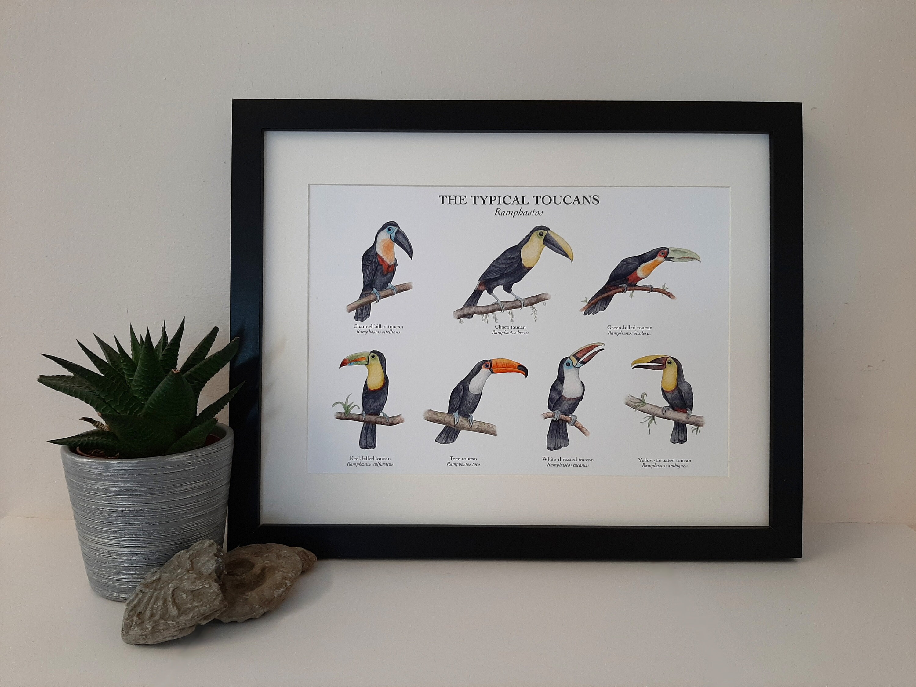 Toucan Species Poster Chart A4 / A3 Giclée Art Print Watercolour ...
