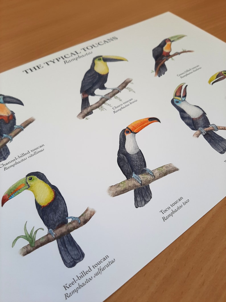 Toucan Species Poster Chart A4 / A3 Giclée Art Print Watercolour ...