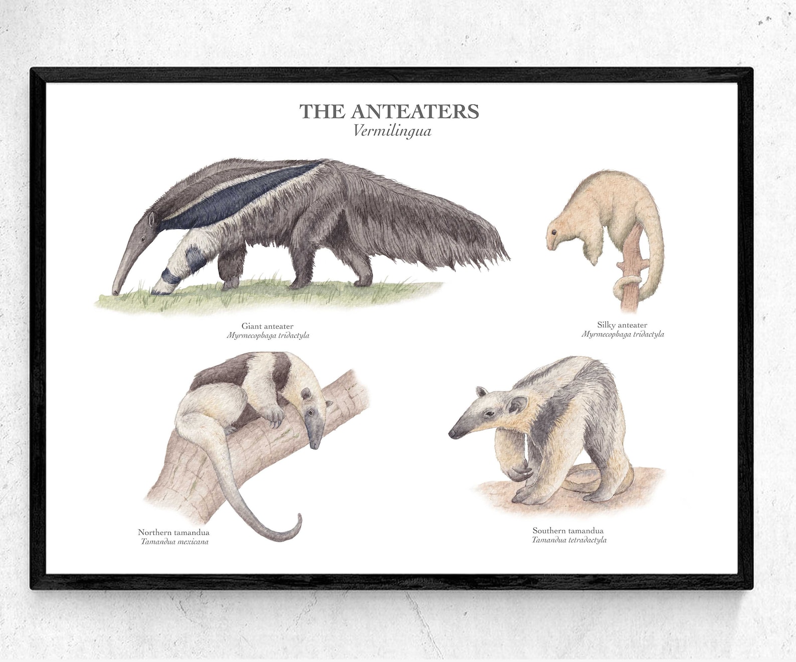 Anteater Species Poster Chart A4 / A3 Giclée Art Print Watercolour ...