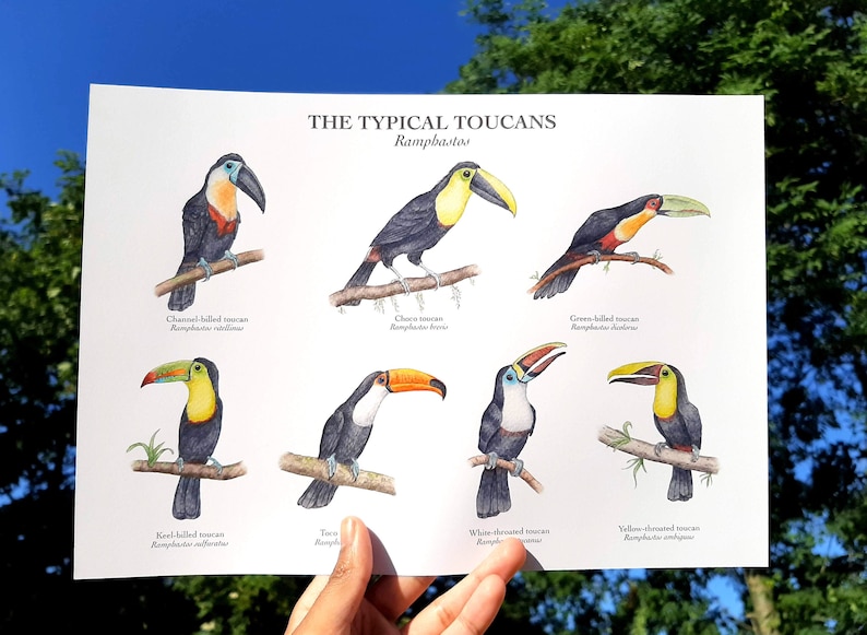 Toucan Species Poster Chart A4 / A3 Giclée Art Print - Etsy Ireland