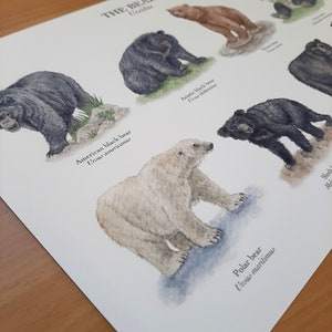Bears Poster Chart A4 / A3 Giclée Art Print Original Watercolour ...