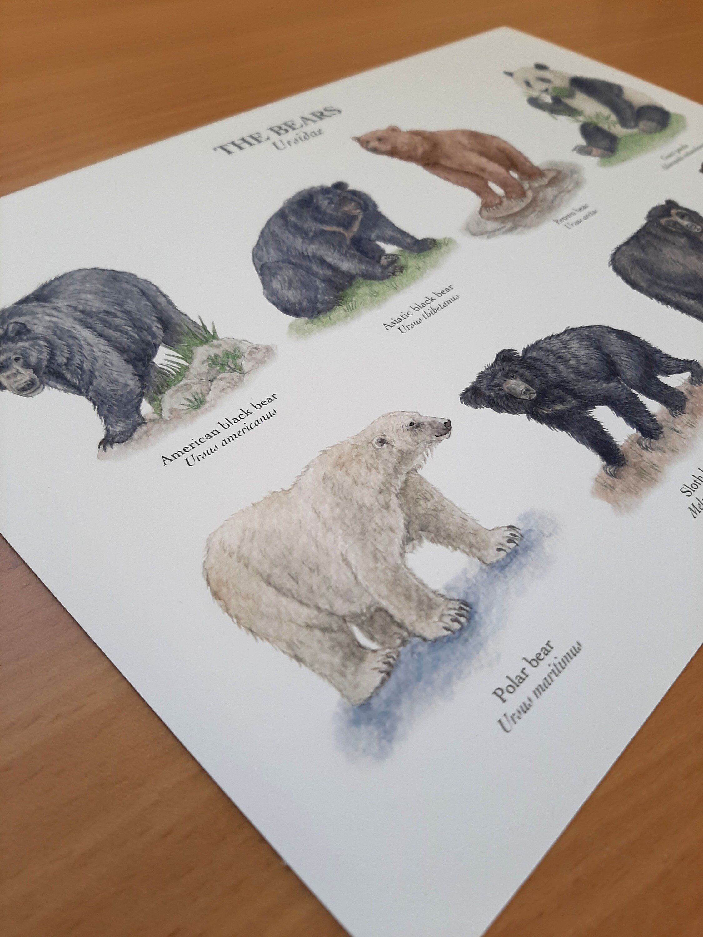 Bears Poster Chart A4 / A3 Giclée Art Print Original Watercolour ...
