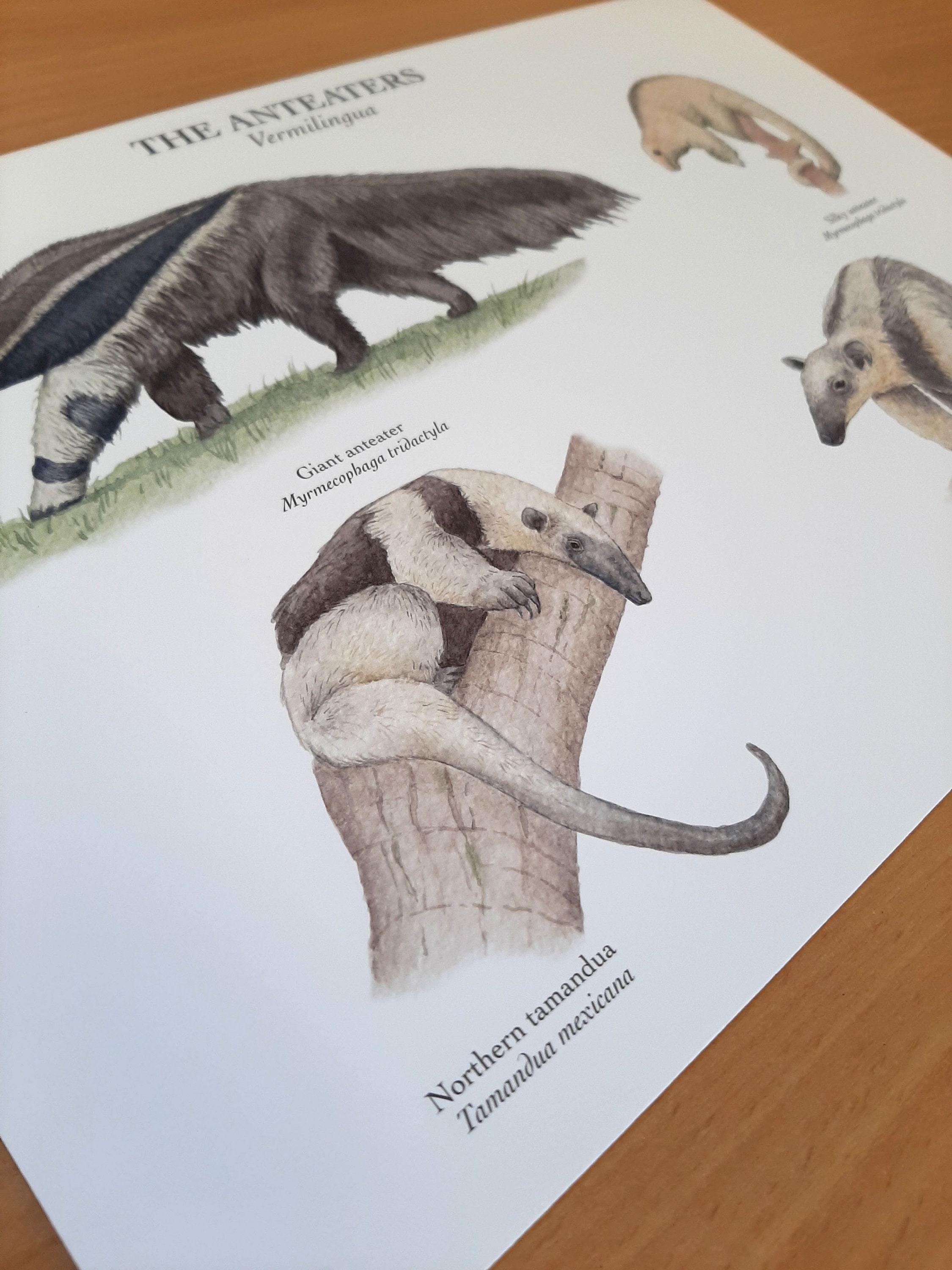Anteater Species Poster Chart A4 / A3 Giclée Art Print Watercolour ...