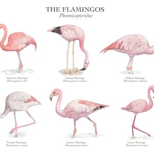 Flamingo Species Poster Chart A4 / A3 Giclée Art Print | Etsy