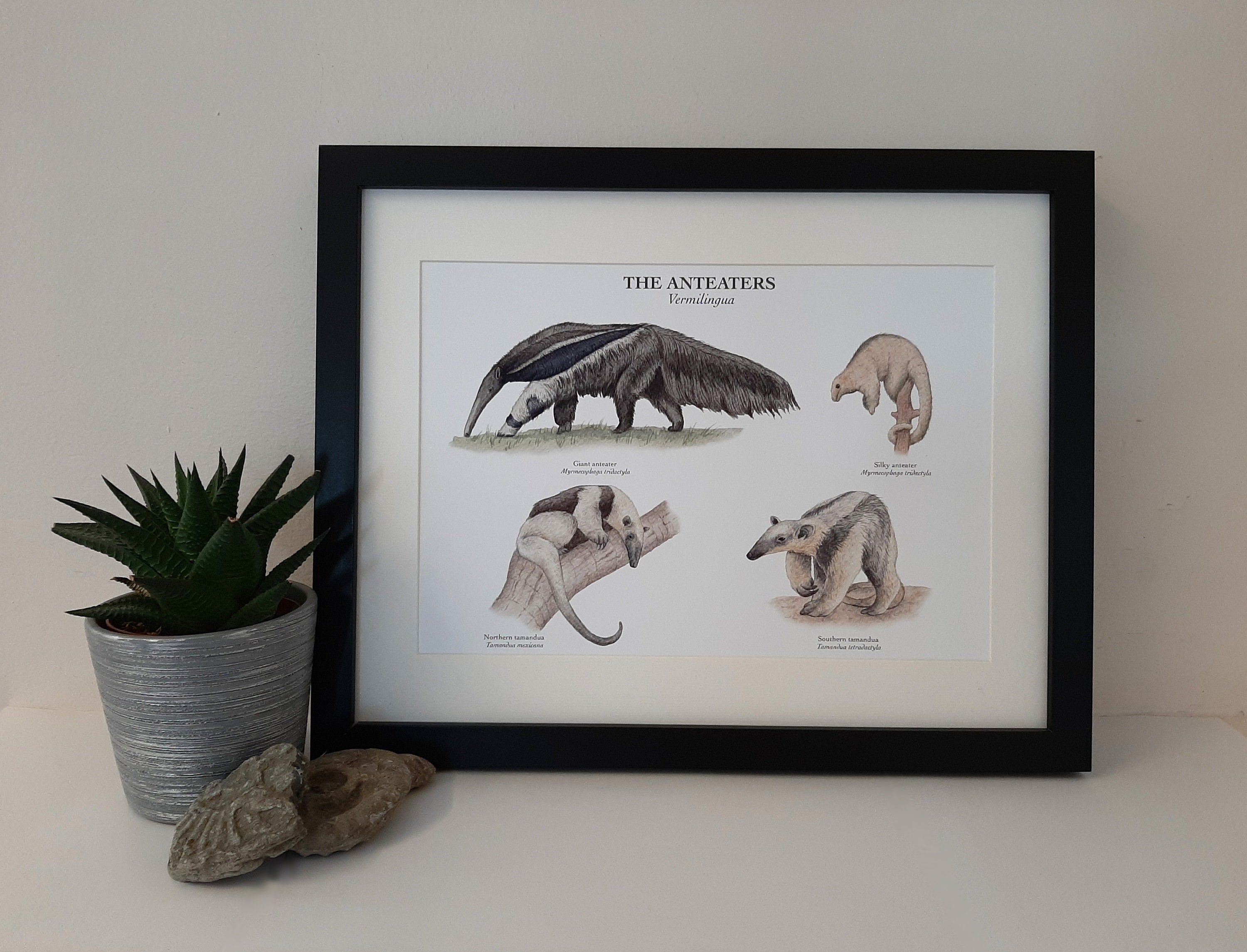 Anteater Species Poster Chart A4 / A3 Giclée Art Print Watercolour ...