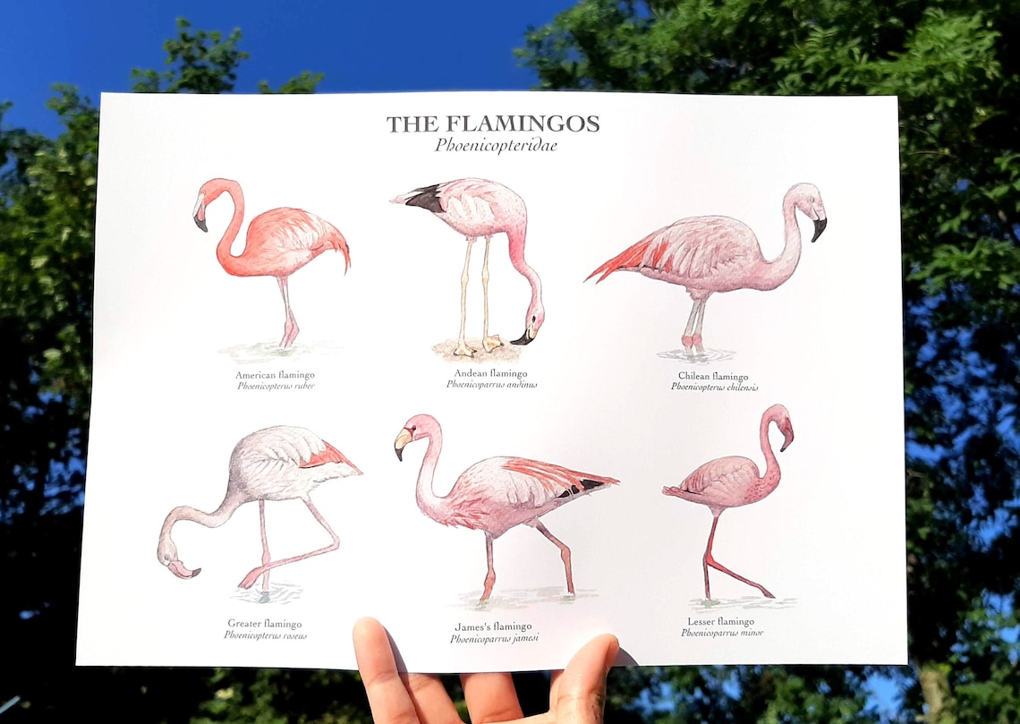 Flamingo Species Poster Chart A4 / A3 Giclée Art Print Watercolour ...