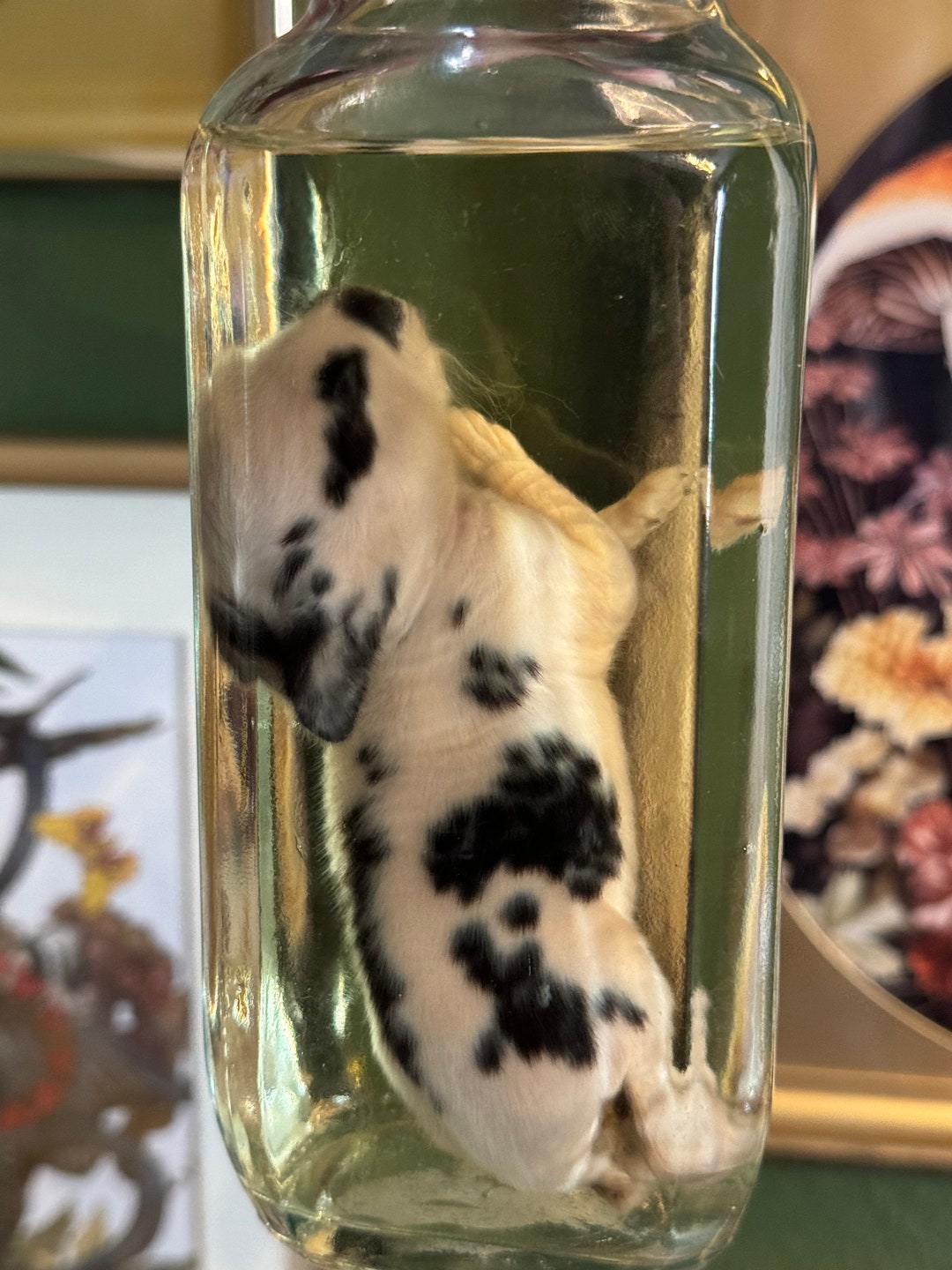 Rabbit Wet Specimen - Etsy