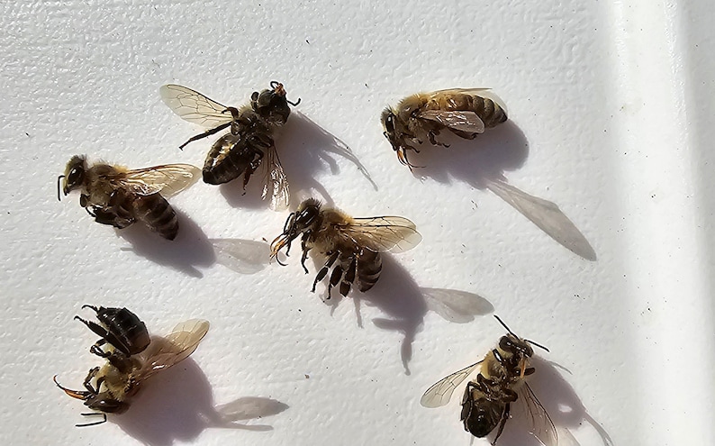 Dried Honey Bees – Taxidermy Craft Supply, Bonus Insect Included - Etsy