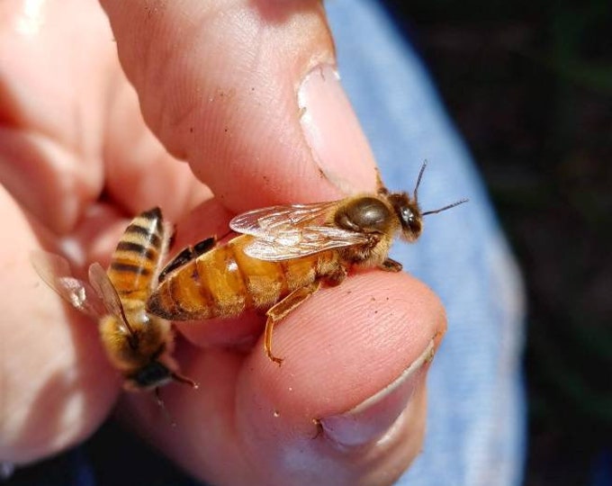 Mated VSH QUEEN Honey BEE, 2024 Italian Mated Queen Honeybee , Hygienic ...