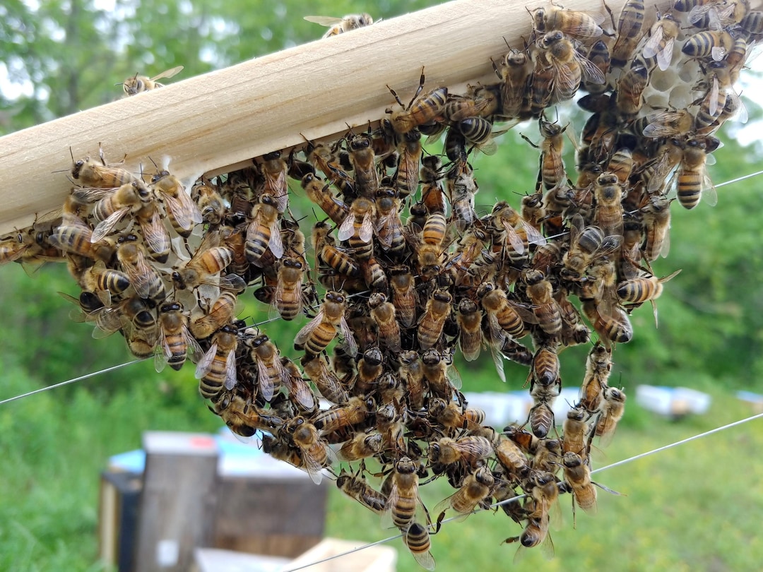 Dried Honeybees for Crafts -10 Honey Bees -taxidermy - Etsy