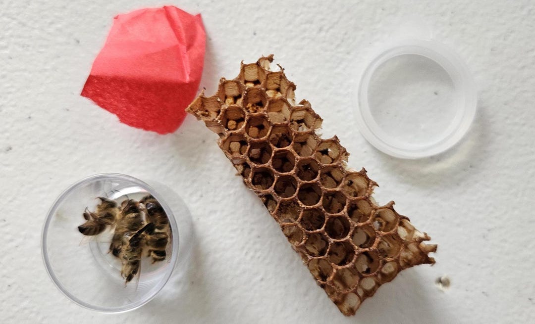 Honey Bee Study Kit - Drones and Workers _ Science Tools- Home School ...