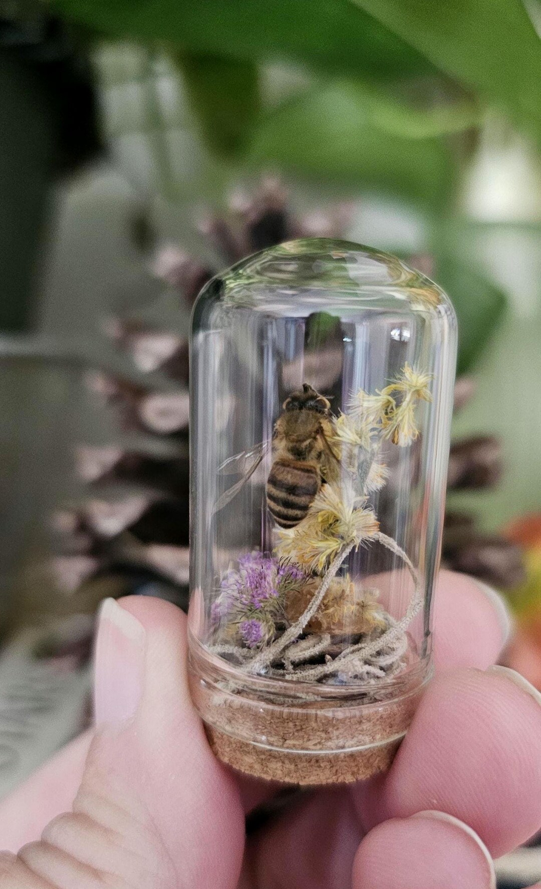 Honey Bee Display , Honey Bee in Glass Vial, Curiosity Oddity Natural ...