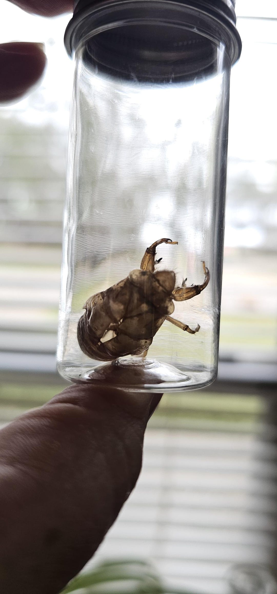 Cicada Exoskeleton, Shed Skin Curiosities - Etsy