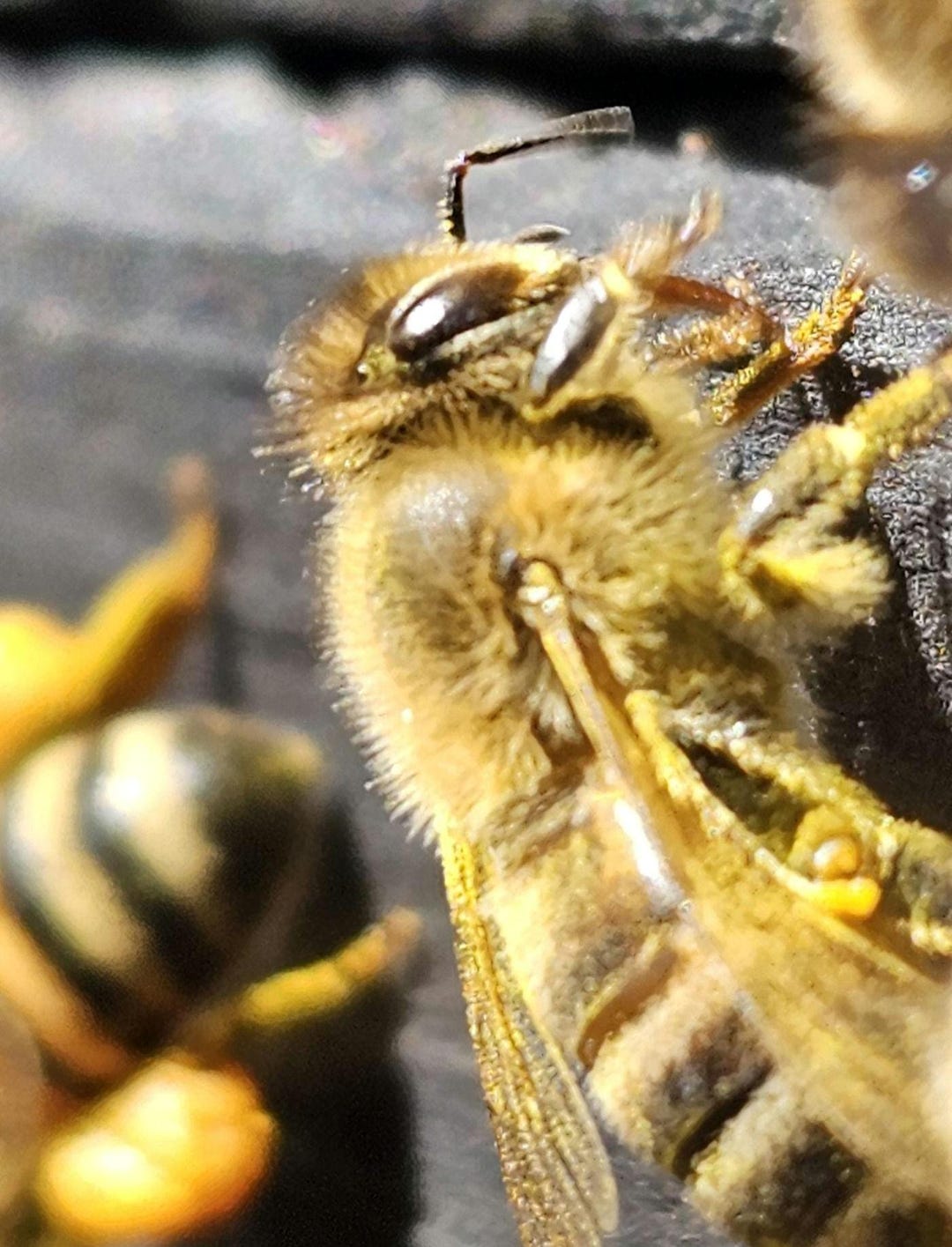 Dried Honeybee - Honey Bees -taxidermy, Apothecary, Nature Altar, - Etsy