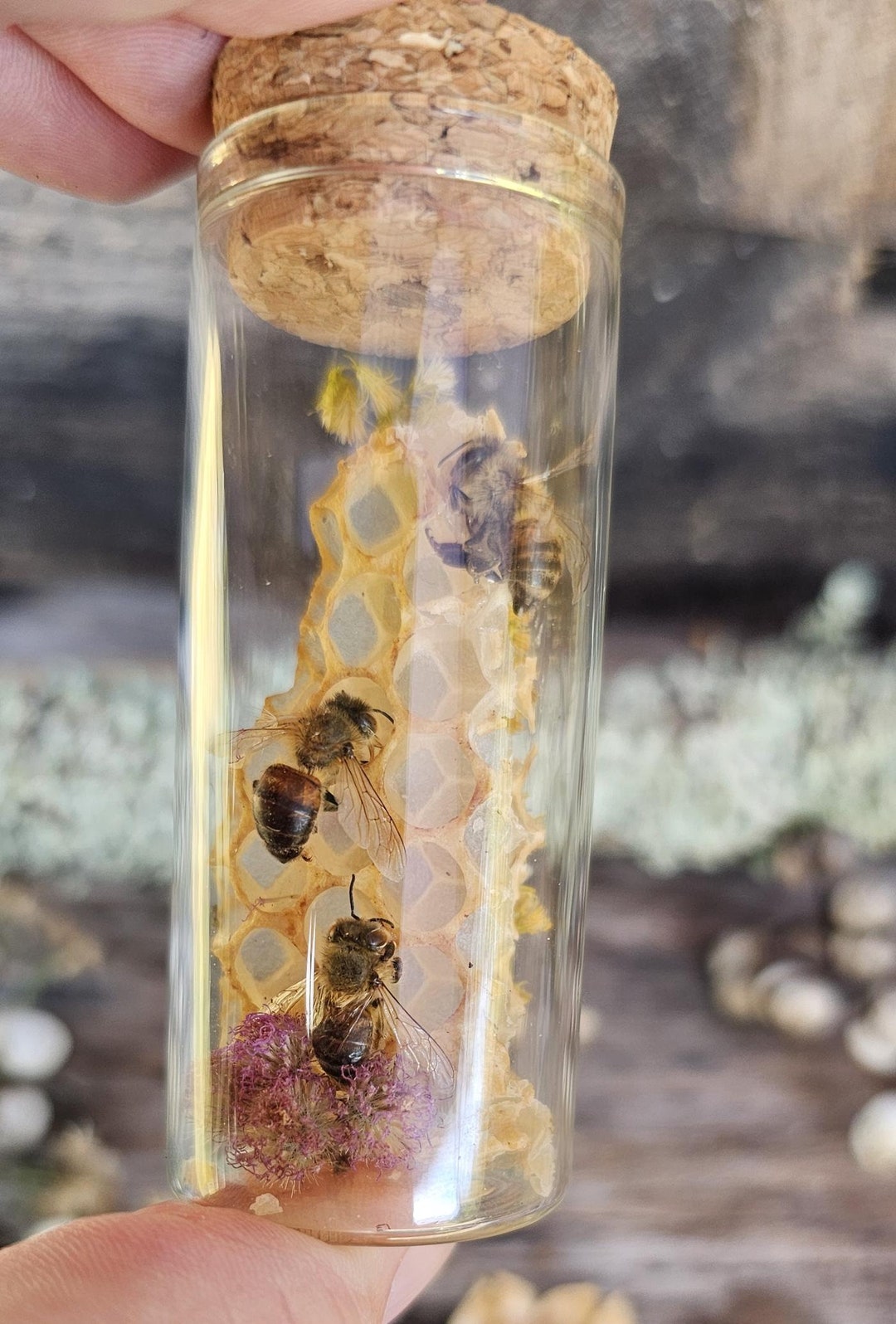 Honey Bee & Comb, Honey Bee in Glass Vial, Curiosity Oddity Natural ...