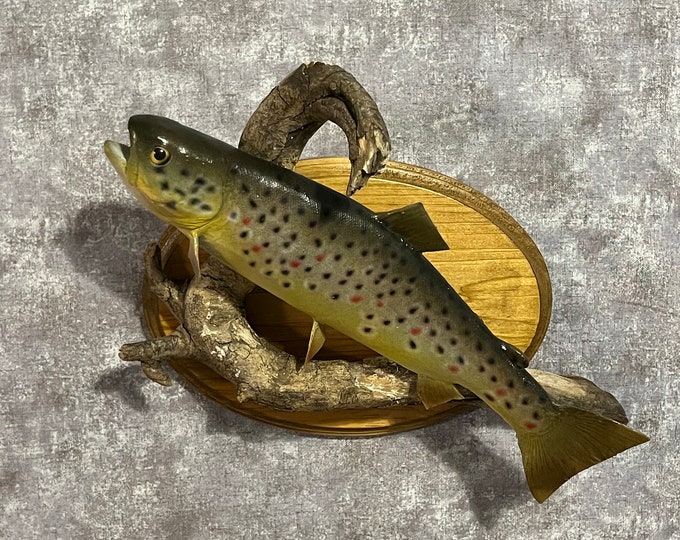 Brown Trout REAL SKIN Taxidermy FISH Mount - Etsy