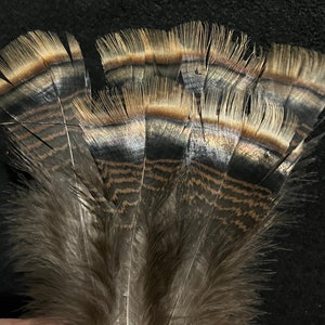 6-8” Wild Turkey Feathers 6 Pack - Etsy