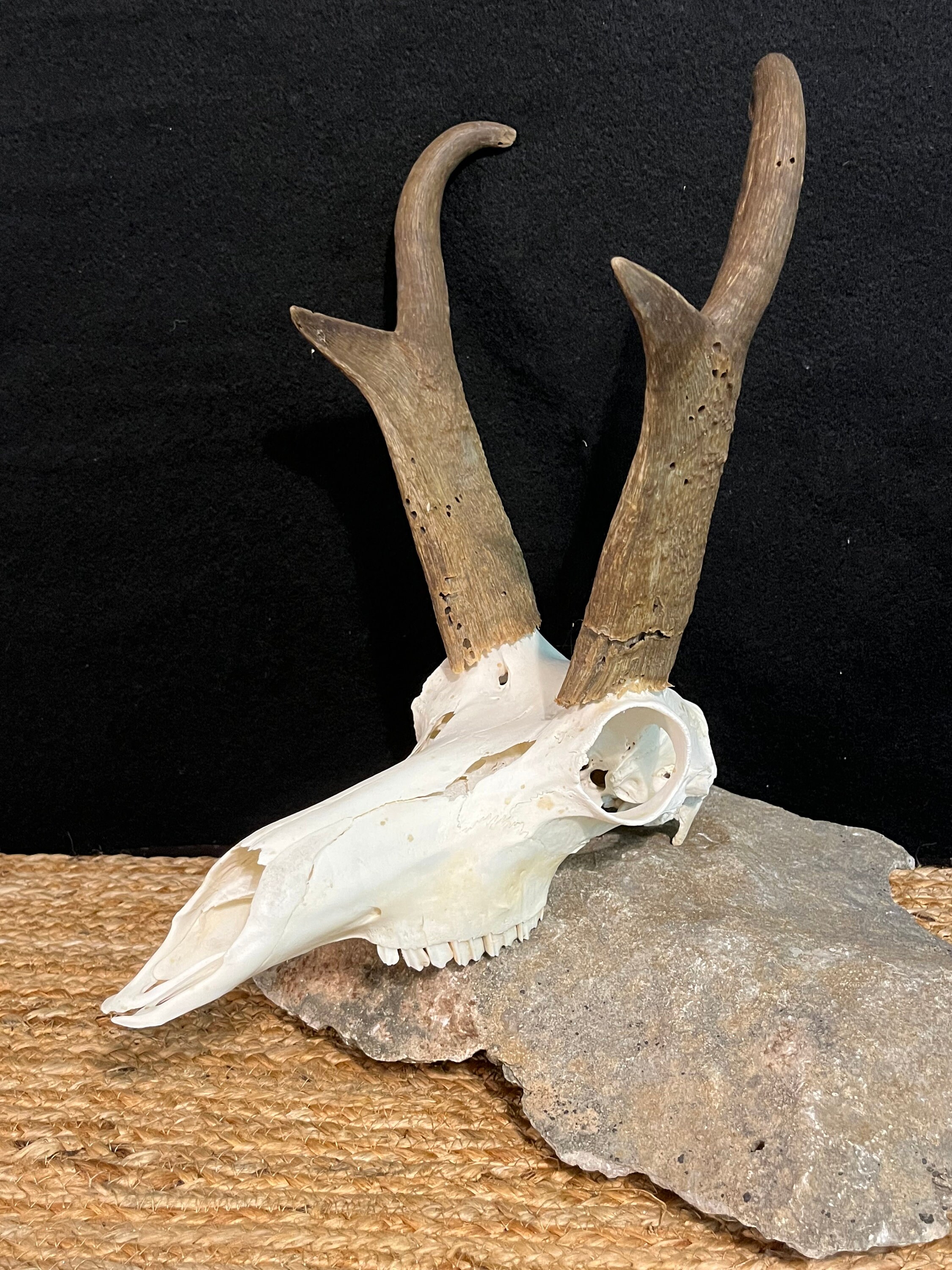 Pronghorn Antelope Skull