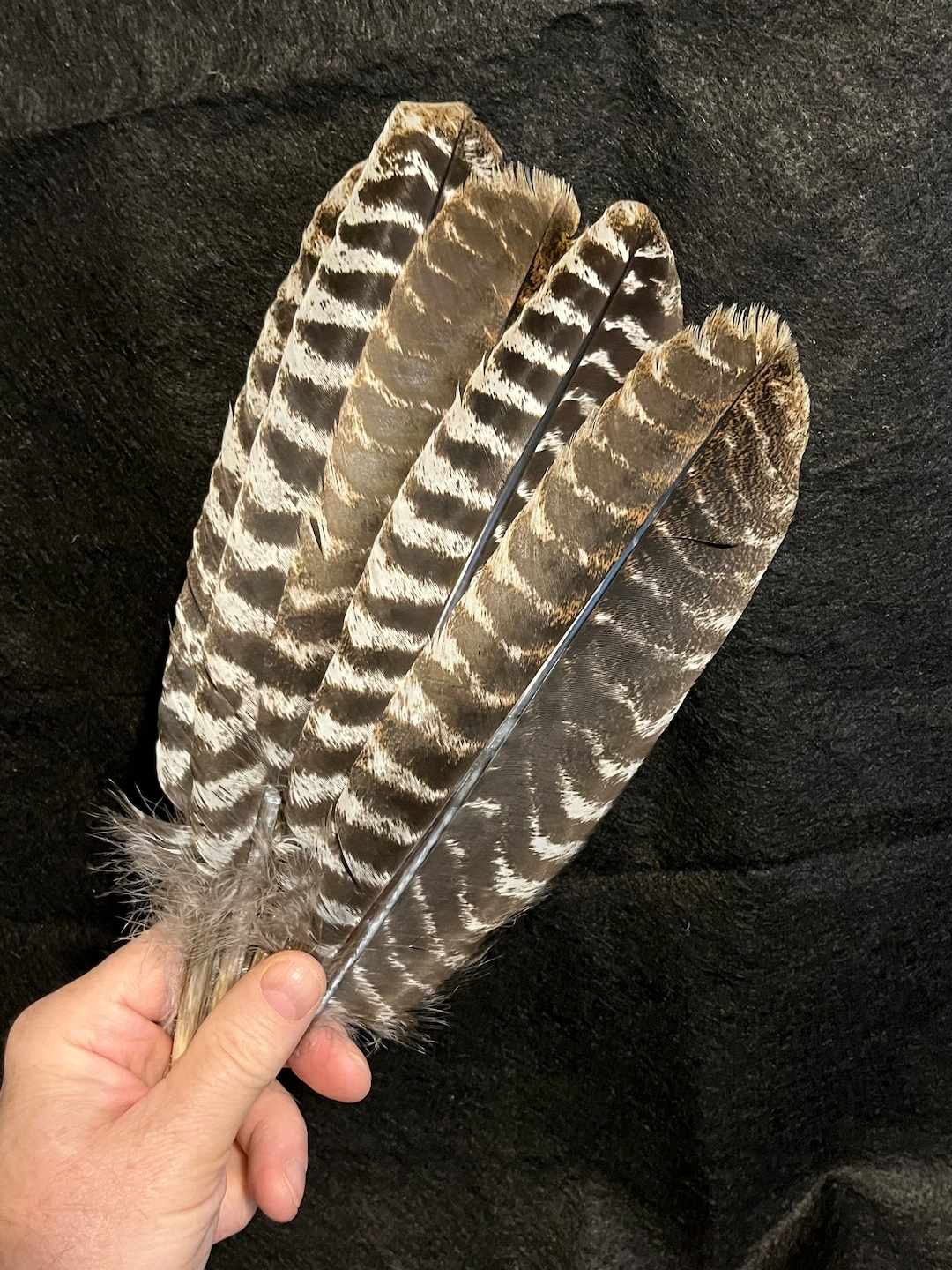 11”-14” Rounded Wild Turkey Wing Feathers 5 Pack - Etsy