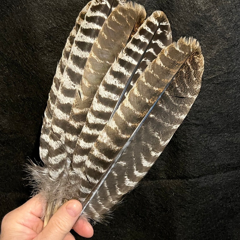 Turkey Wing Feathers - Etsy