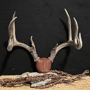 Heavy 148 Inch Whitetail Deer 10 Point Antler Mount - Etsy