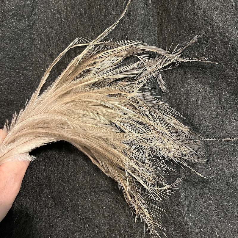 Emu Feathers - Etsy