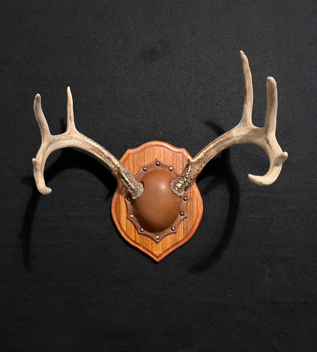 Whitetail Deer 10 Point Antler Mount - Etsy