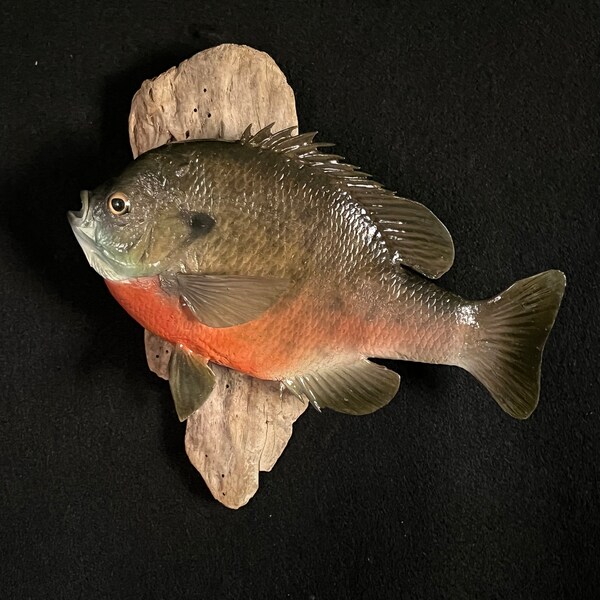 Bluegill Sunfish - Etsy