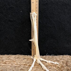 Wild Turkey Articulated Real Bone Foot/leg - Etsy
