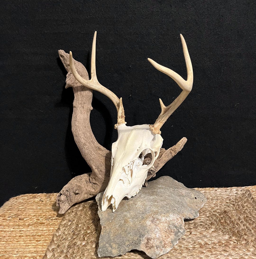 6 Point Whitetail Deer Skull - Etsy
