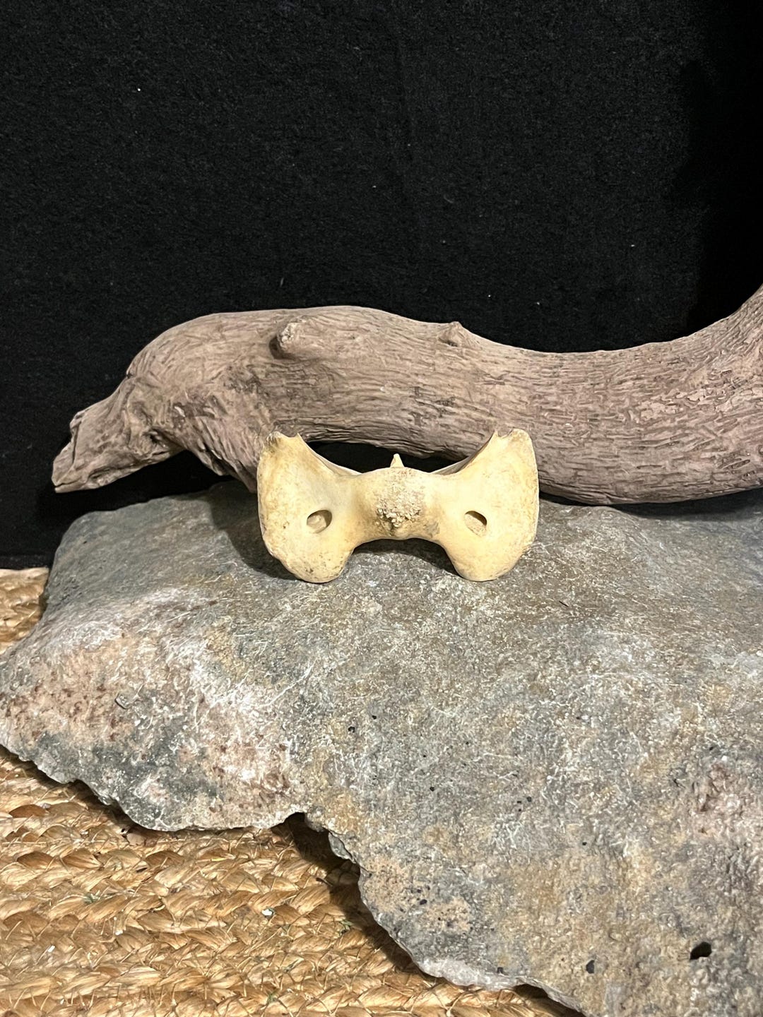 Wild Boar Atlas Bone - Etsy