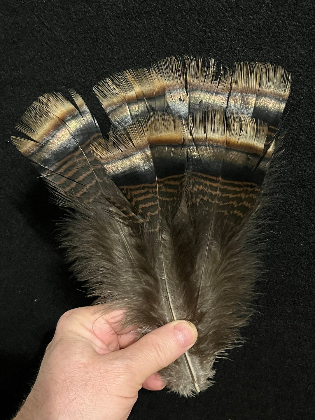 6-8” Wild Turkey Feathers 6 Pack - Etsy