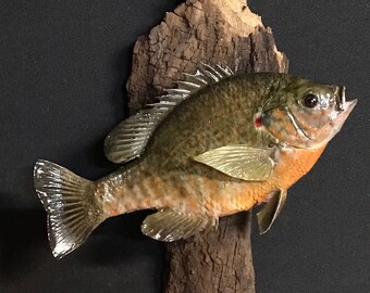 Taxidermy Sunfish | Etsy