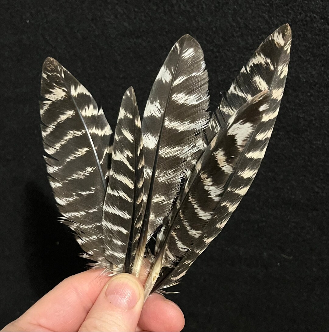 6-8” Wild Turkey Feathers 5 Pack - Etsy