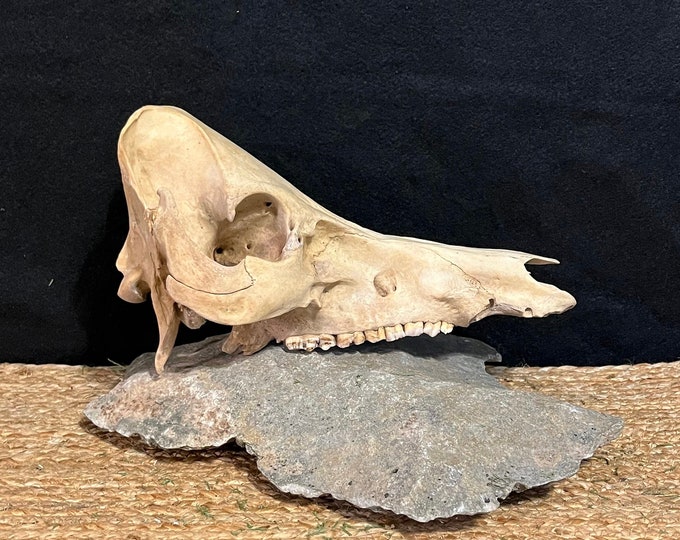 WILD BOAR Large Real Bone Skull - Etsy