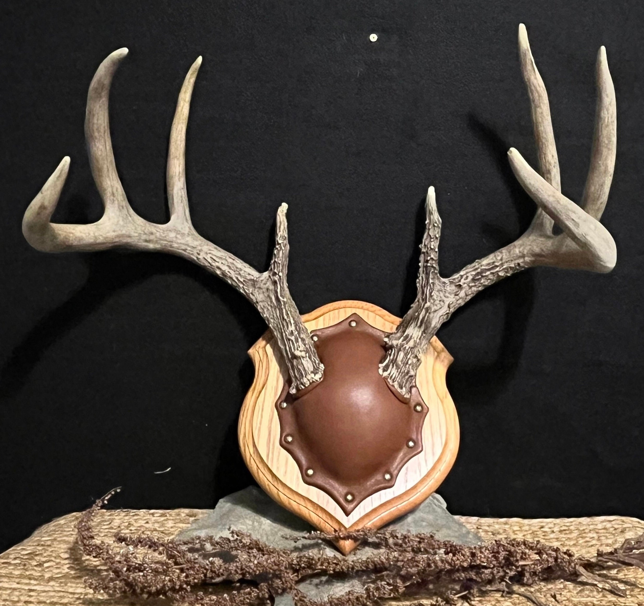 Whitetail Deer Horn Mounts European Mounted Deer : 10 Steps