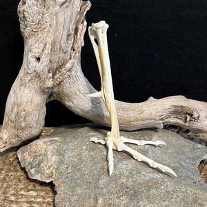 Wild Turkey Articulated Real Bone Foot/leg - Etsy