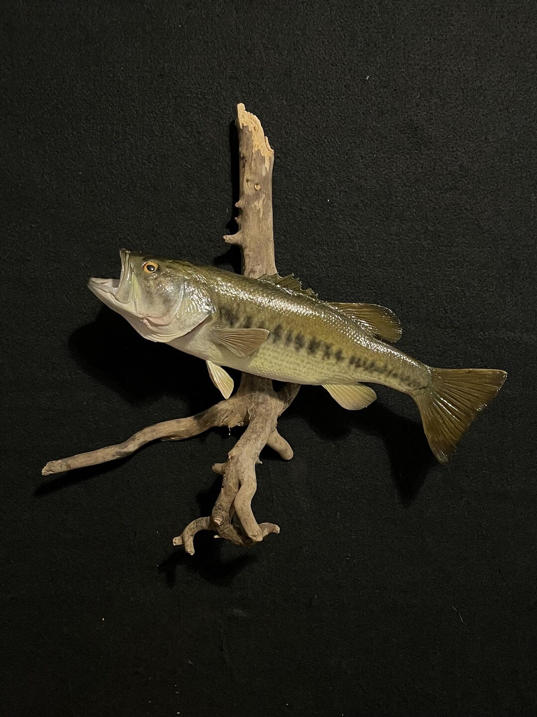 Largemouth Bass REAL SKIN Taxidermy FISH Mount - Etsy