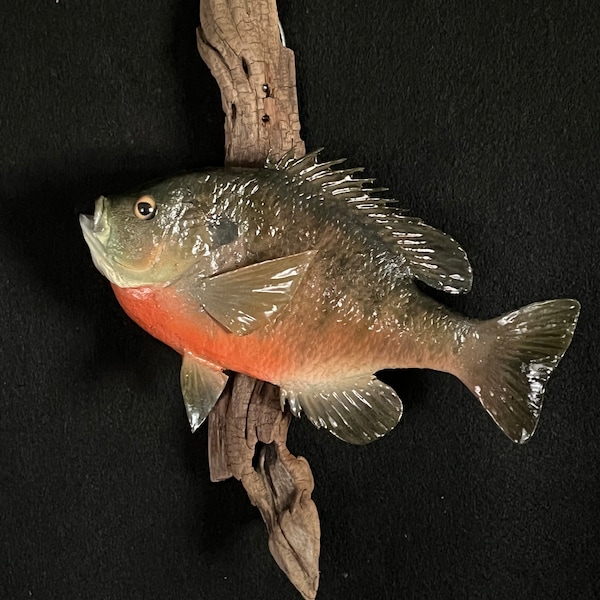 Bluegill Sunfish - Etsy