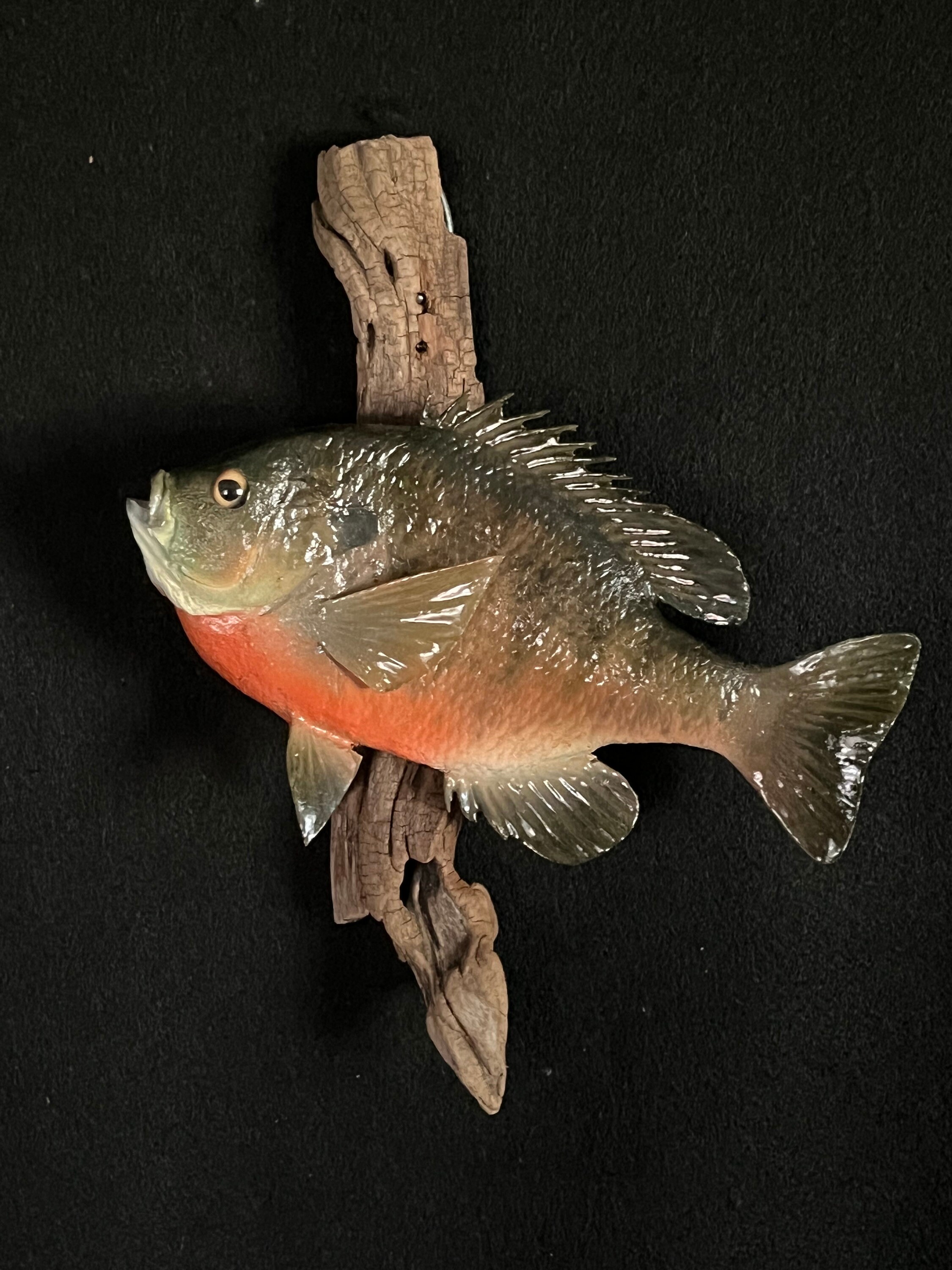 Giant Bluegill Sunfish