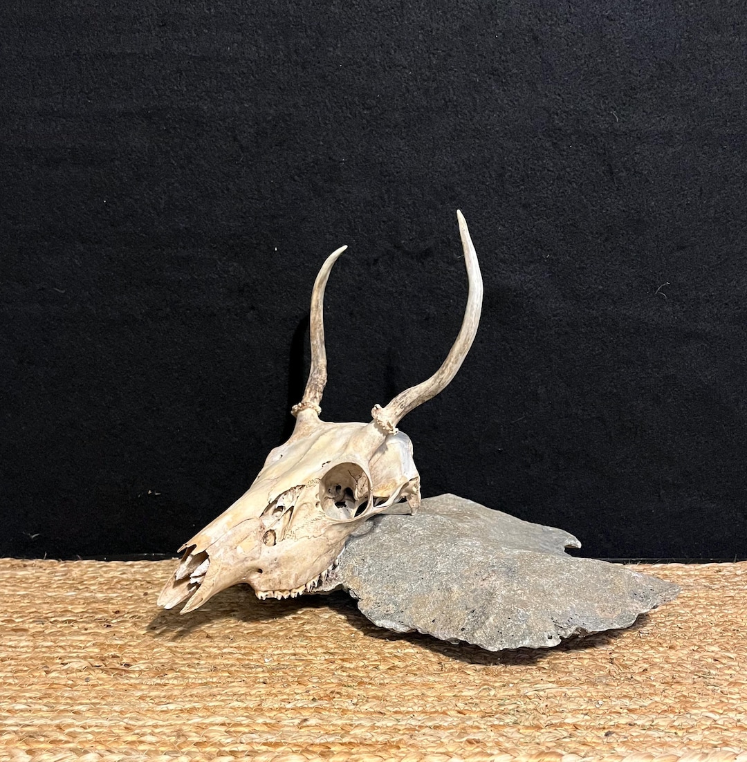 2 Point Scavenged Whitetail Deer “spike Buck” Skull - Etsy