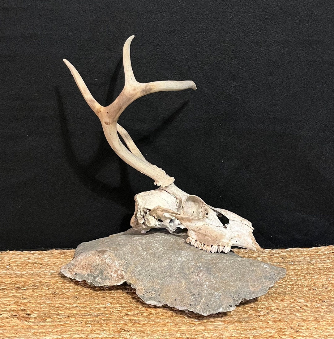 Real Deer ANTLER on Partial Skull - Etsy