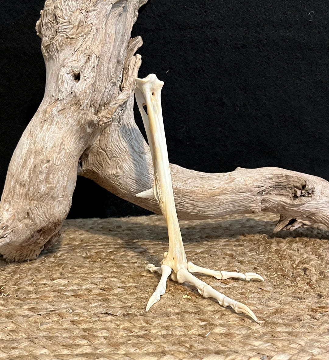 Wild Turkey Articulated Real Bone Foot/leg - Etsy