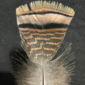 6-8” Wild Turkey Feathers 6 Pack - Etsy