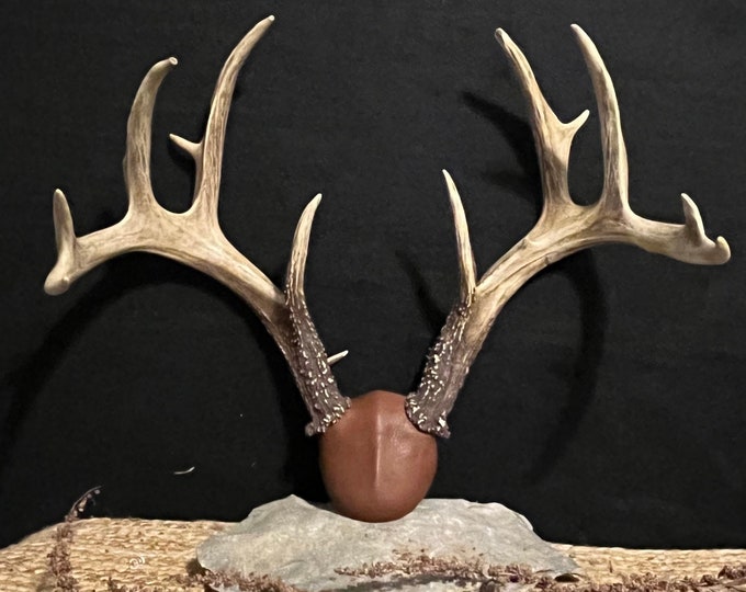 Awesome 150 Inch Trophy 10 Point Whitetail Deer Antler Mount - Etsy