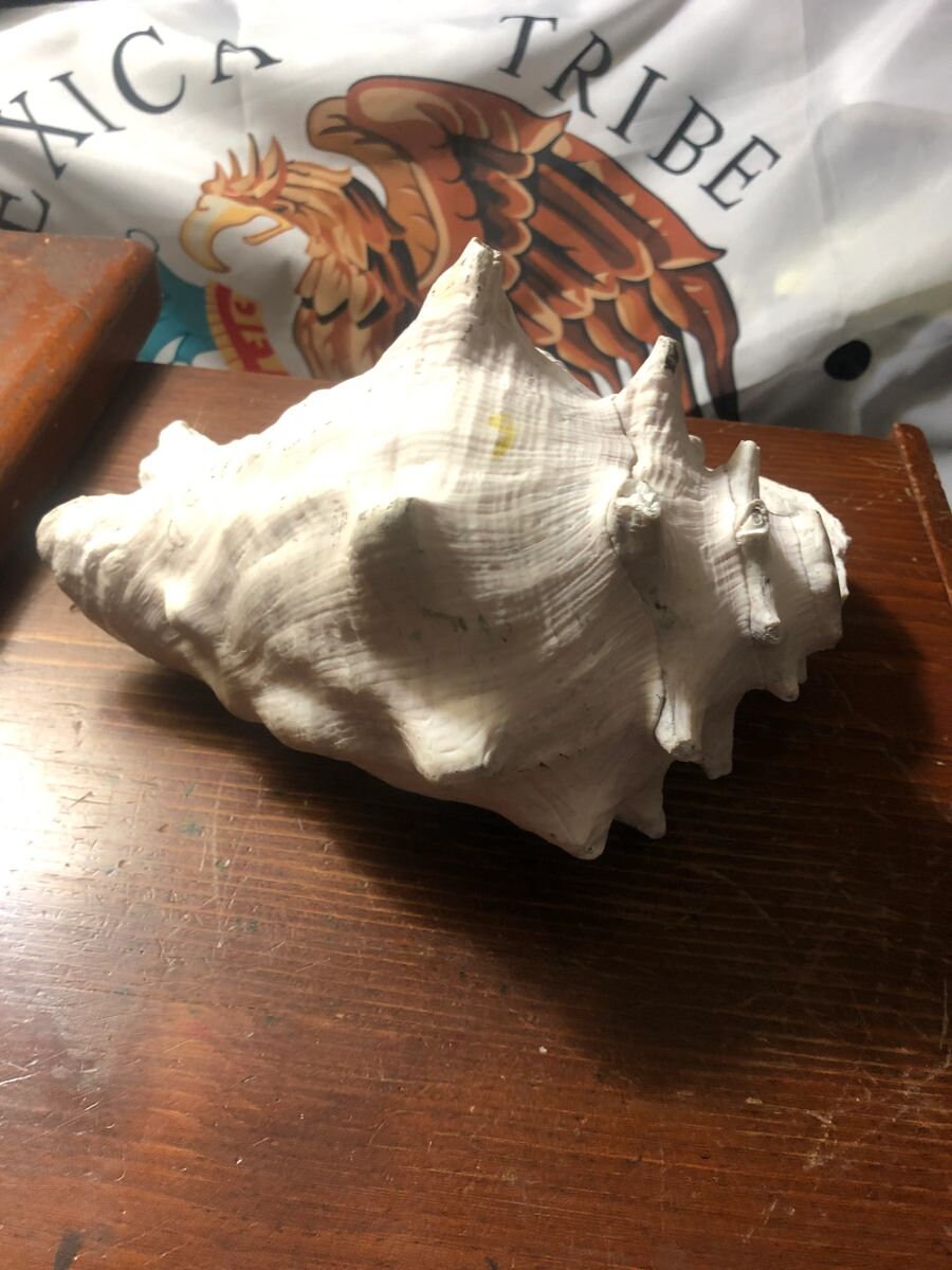 Aztec Conch Large Sea Shell Trumpet Atecocolli 10 Tooled | Etsy
